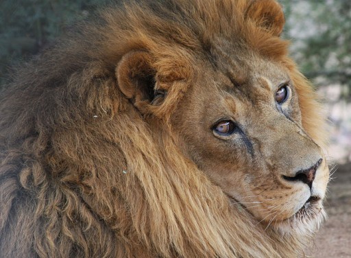 Animal Adventures for Kids in Arizona