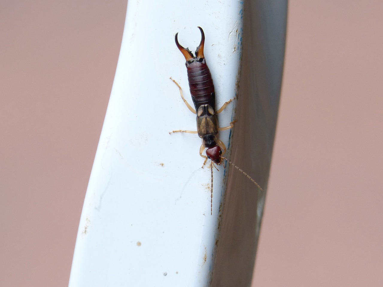 3 Ways to Eliminate Earwigs Naturally | The CentsAble Shoppin