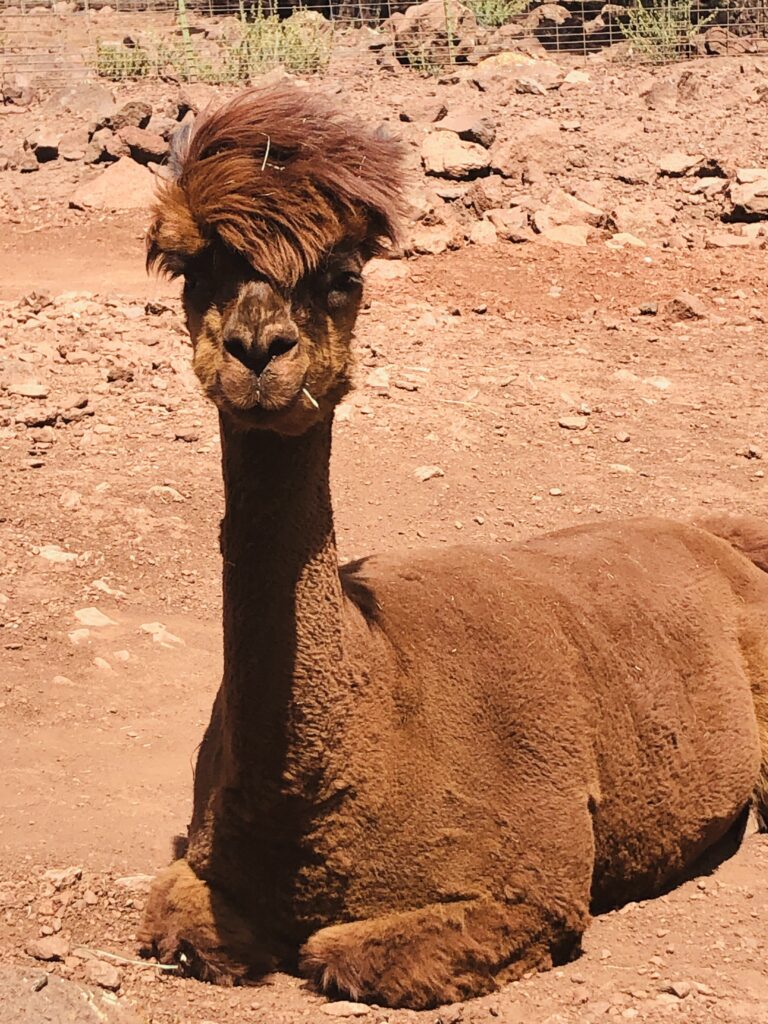 Visit the Grand Canyon Deer Farm | The CentsAble Shoppin